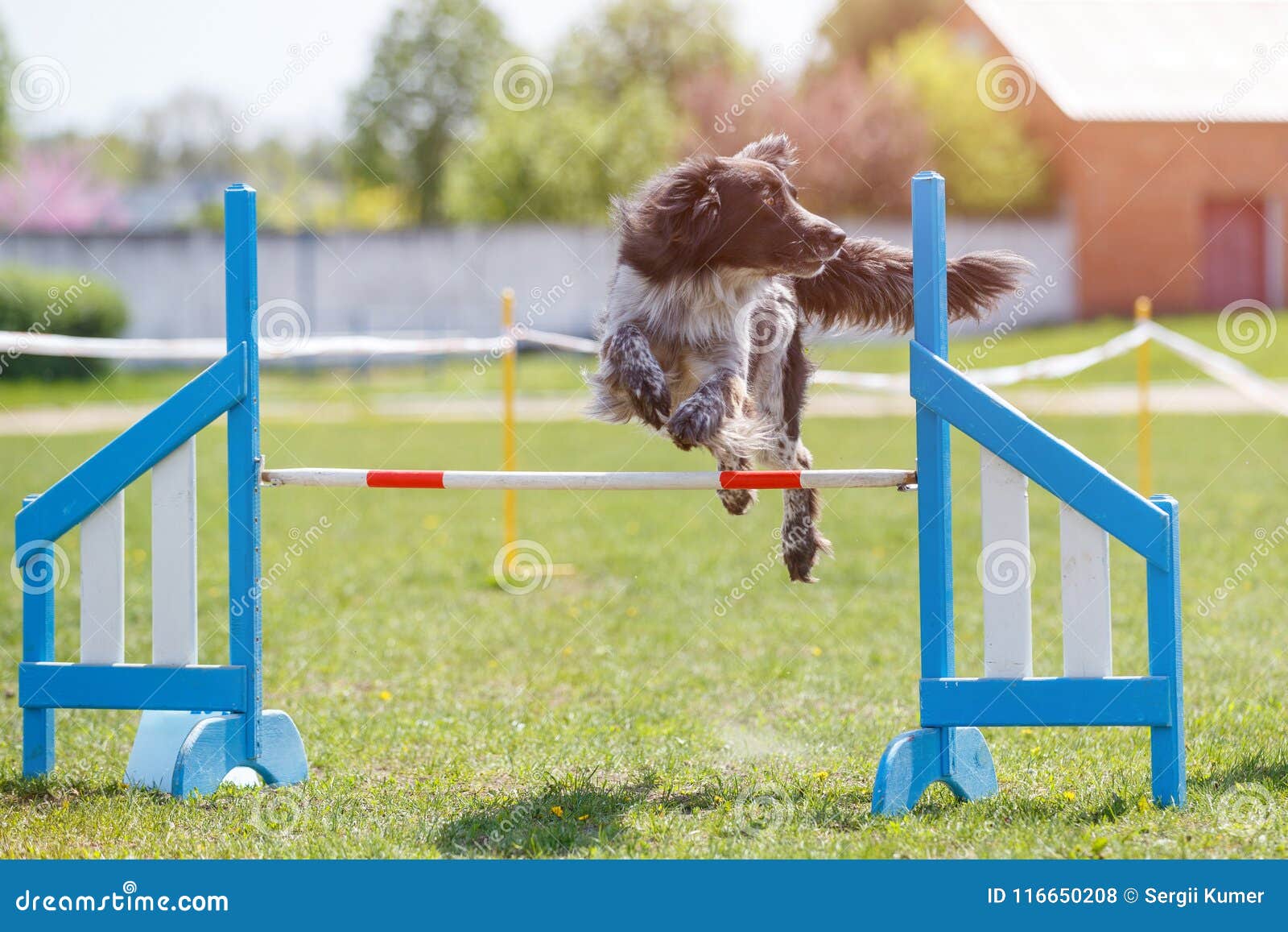 Dog Jump Over Hurdle on Course in Agility Trial Stock Photo - Image of ...