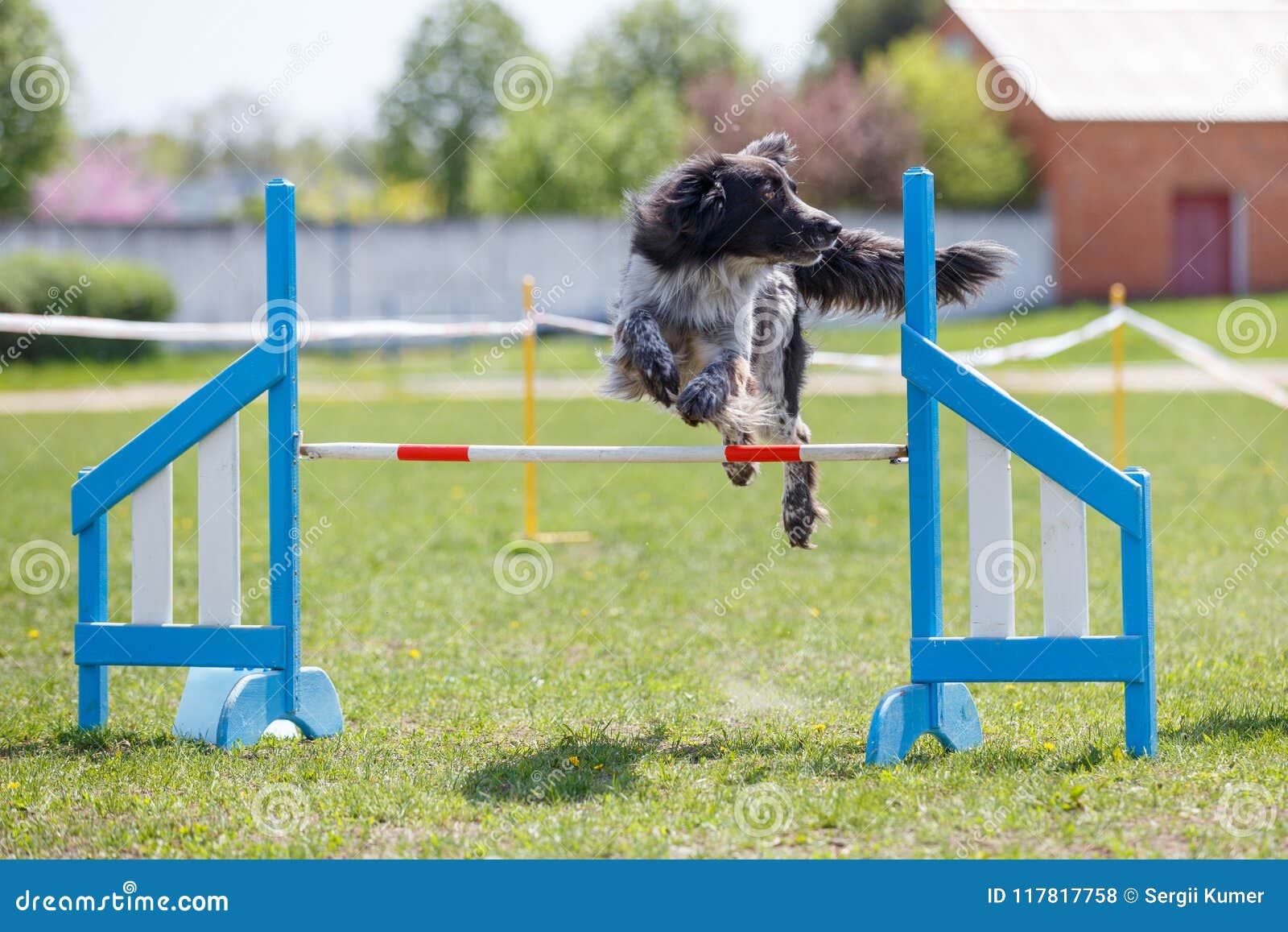Dog Jump Over Hurdle on Course in Agility Trial Stock Photo - Image of ...
