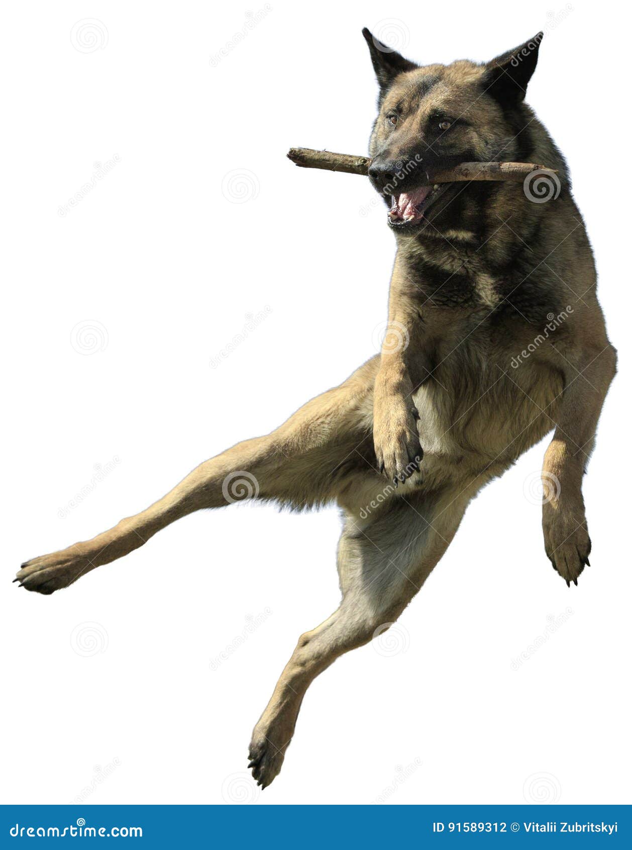 Dog in a Jump with a Stick Isolated Stock Photo - Image of play, adult ...