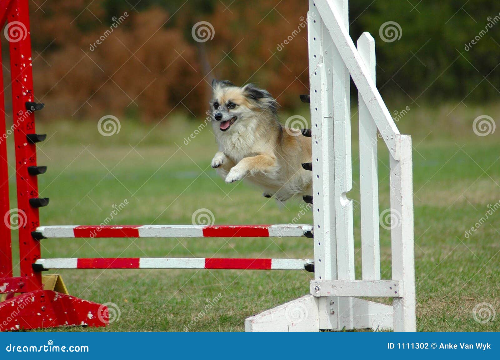 Dog jumping stock photo. Image of animals, brown, doggies - 1111302