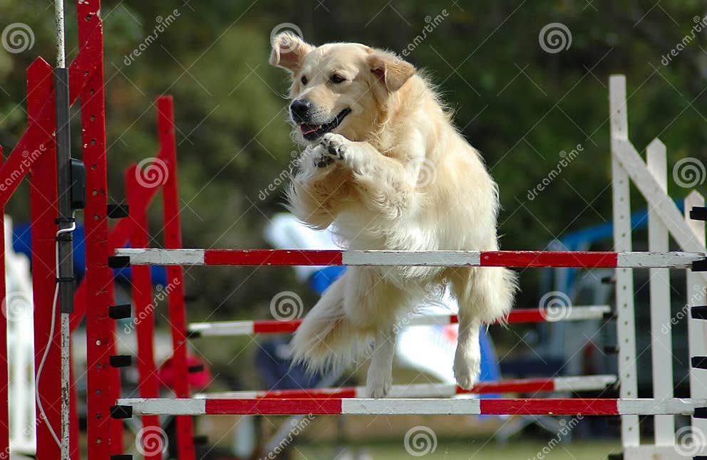 Dog jumping stock photo. Image of inactive, hair, coat - 1111490