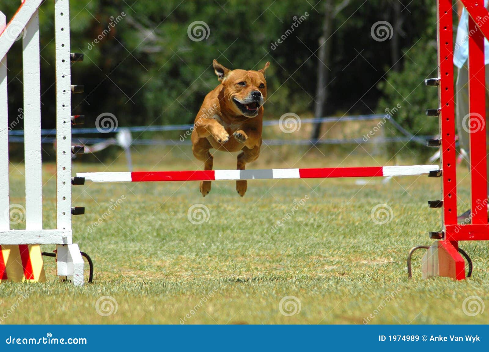 Dog jumping stock image. Image of agility, doggy, healthy - 1974989