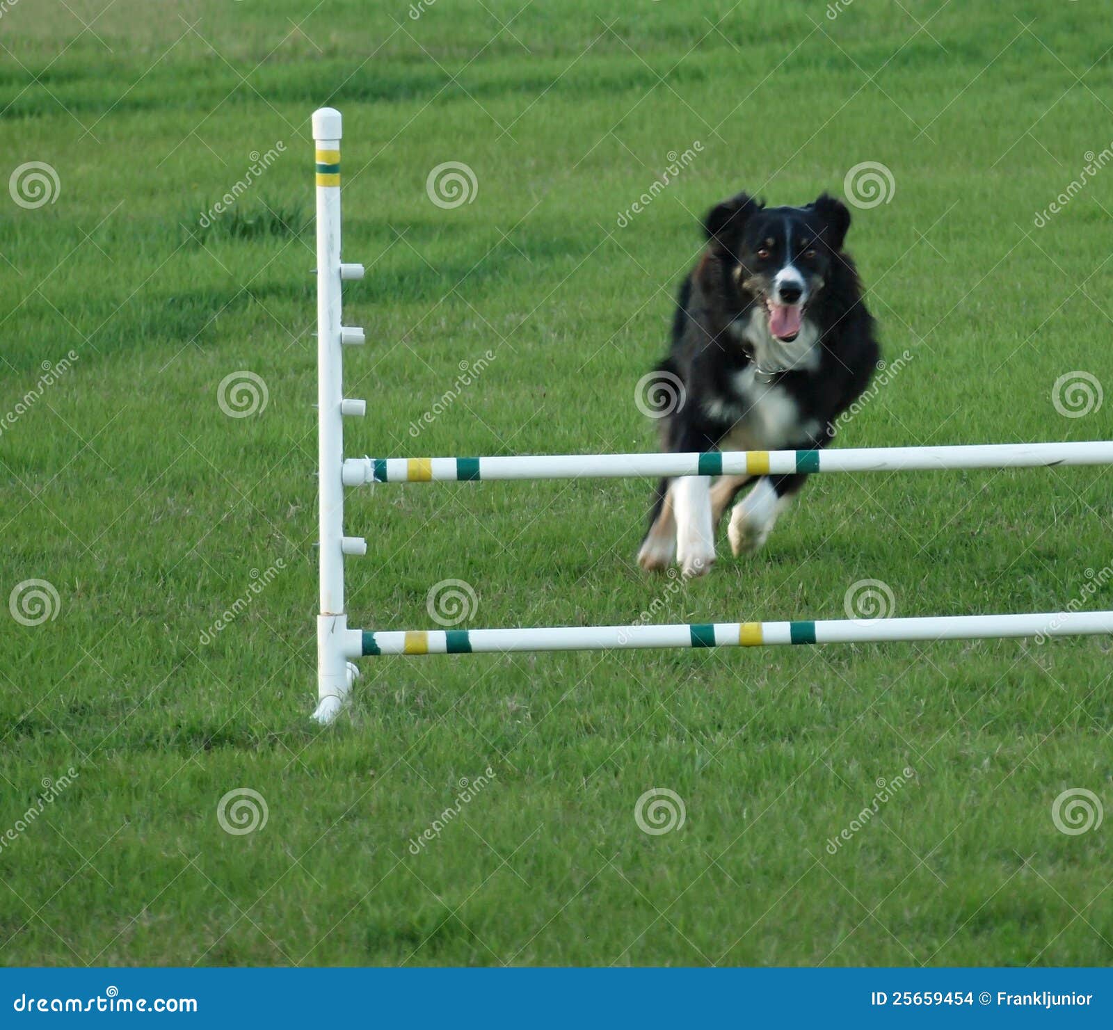 Dog Jumping stock photo. Image of play, purebred, outdoor - 25659454