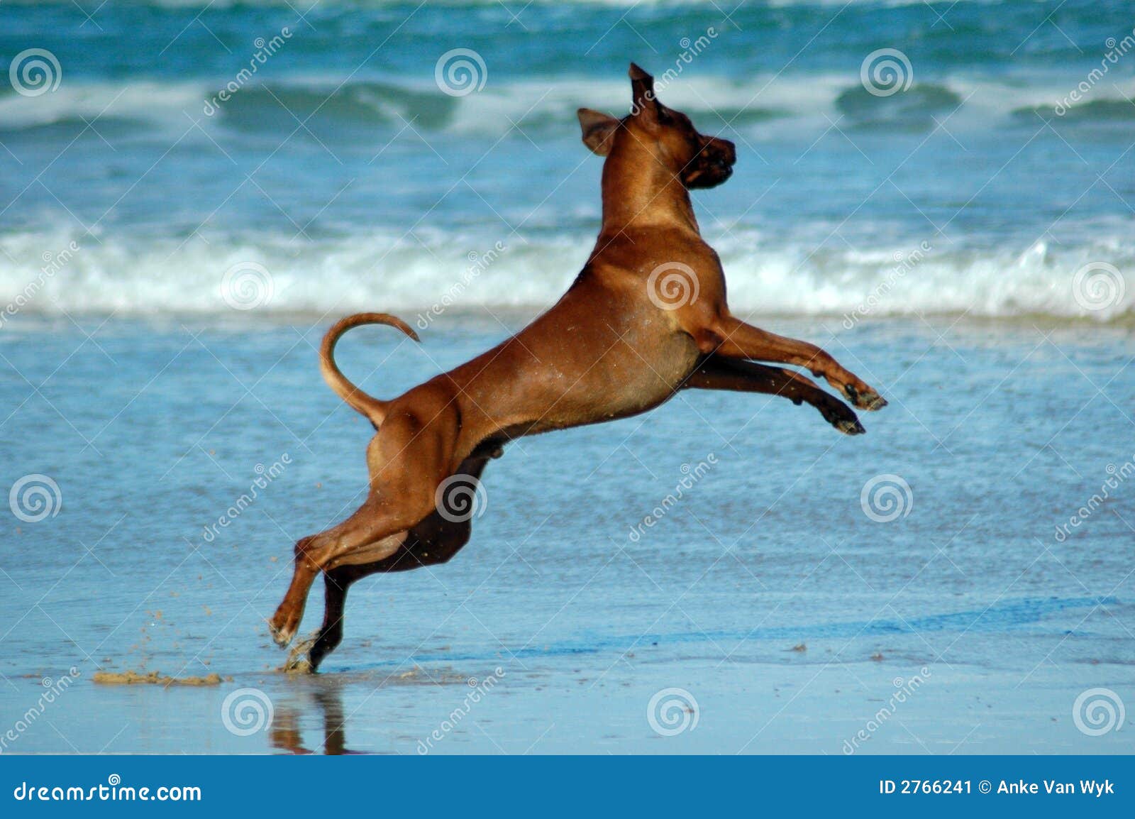 Dog Jumping Stock Image - Image: 2766241
