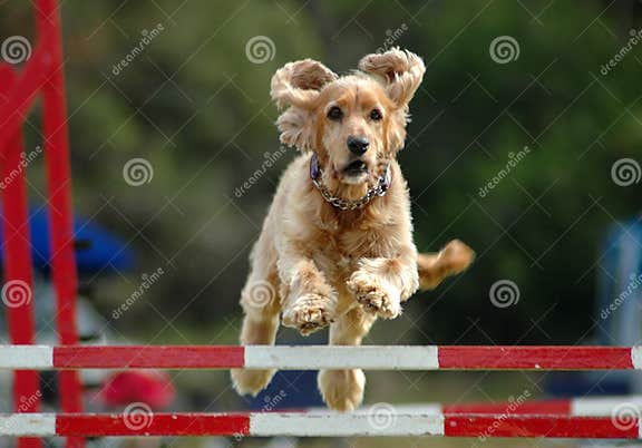 Dog jumping stock photo. Image of agility, little, domestic - 3857474