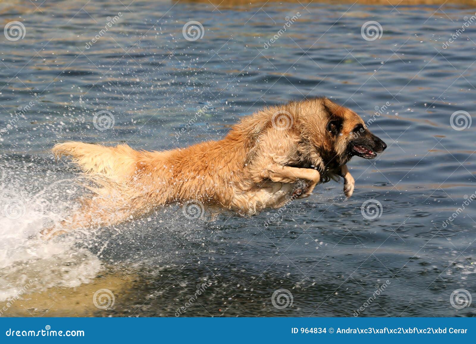 Dog jumping stock photo. Image of agile, water, obedient - 964834