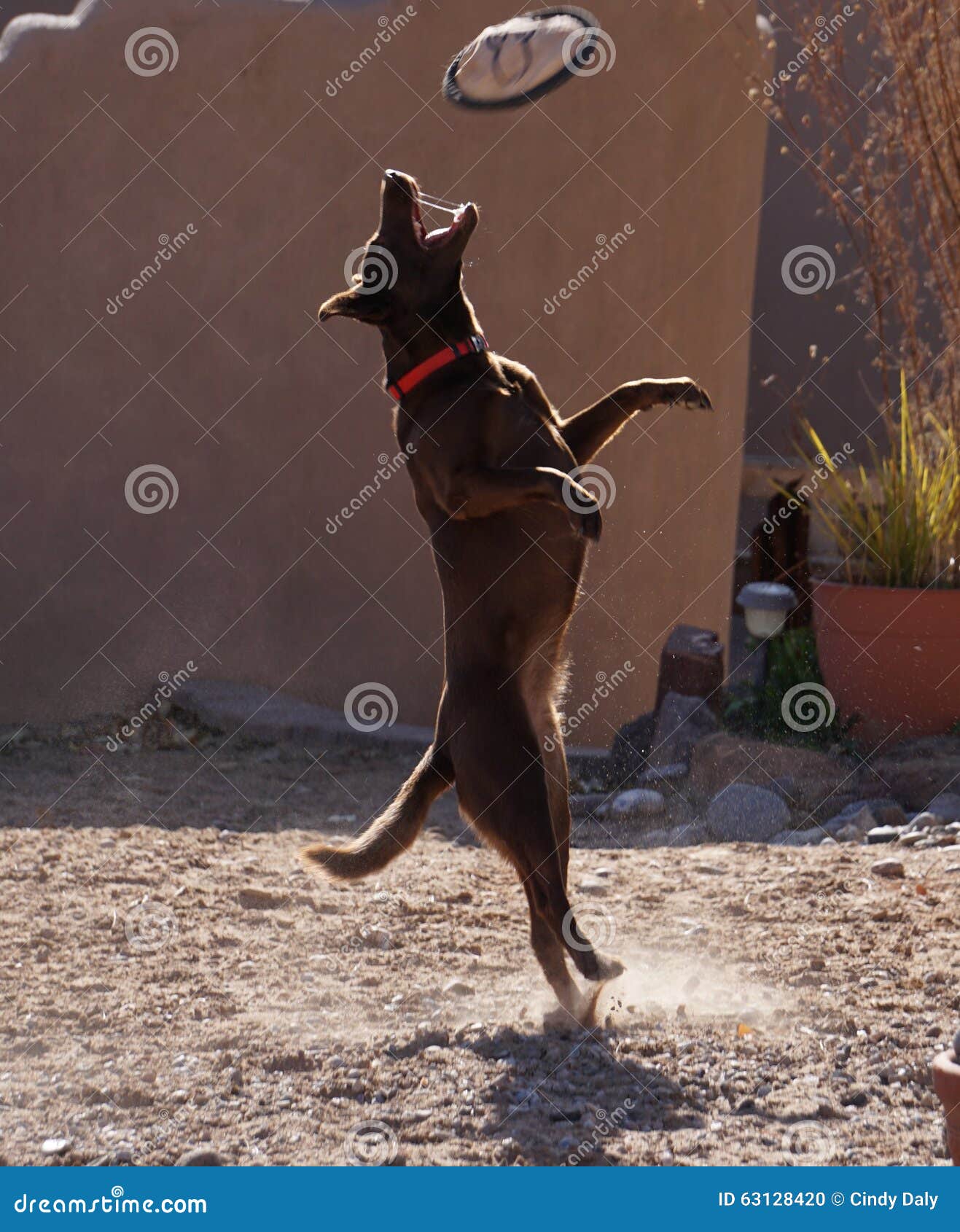 Dog jumping for a frisbee stock photo. Image of pets - 63128420