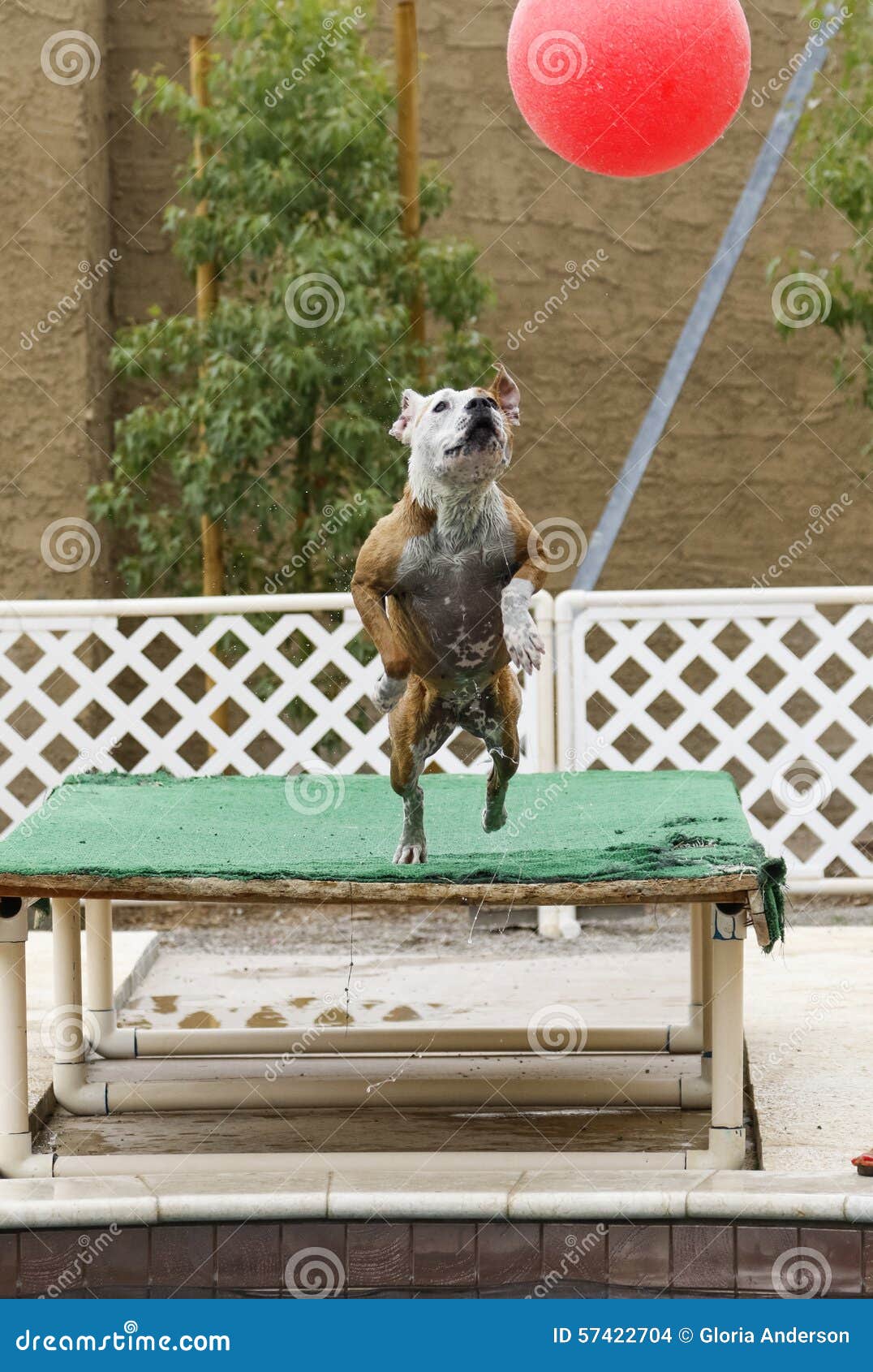 Dog Jumping High for a Big Ball Stock Photo - Image of dockdogs ...