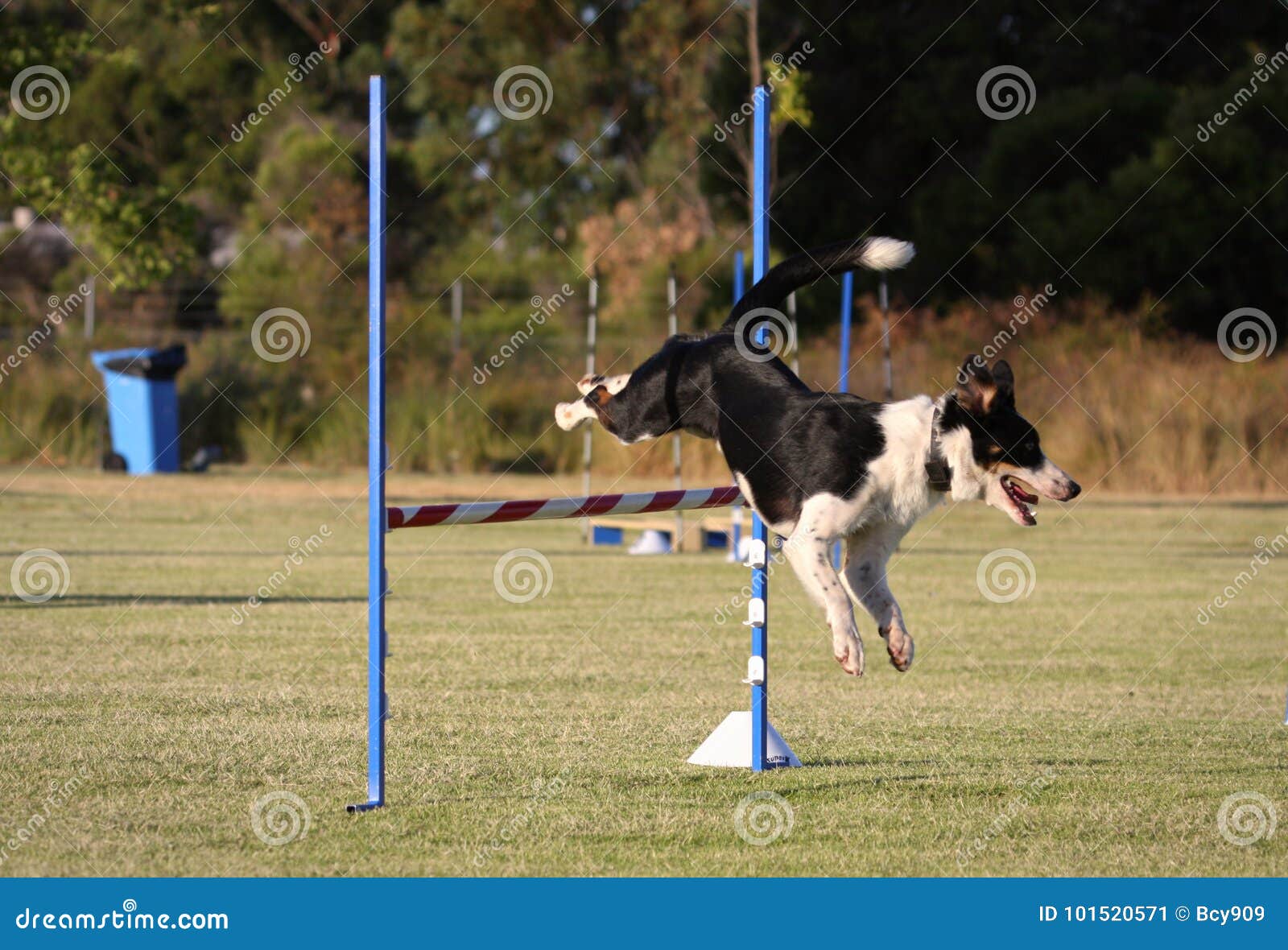 Dog jumping stock image. Image of play, agile, outdoors - 101520571