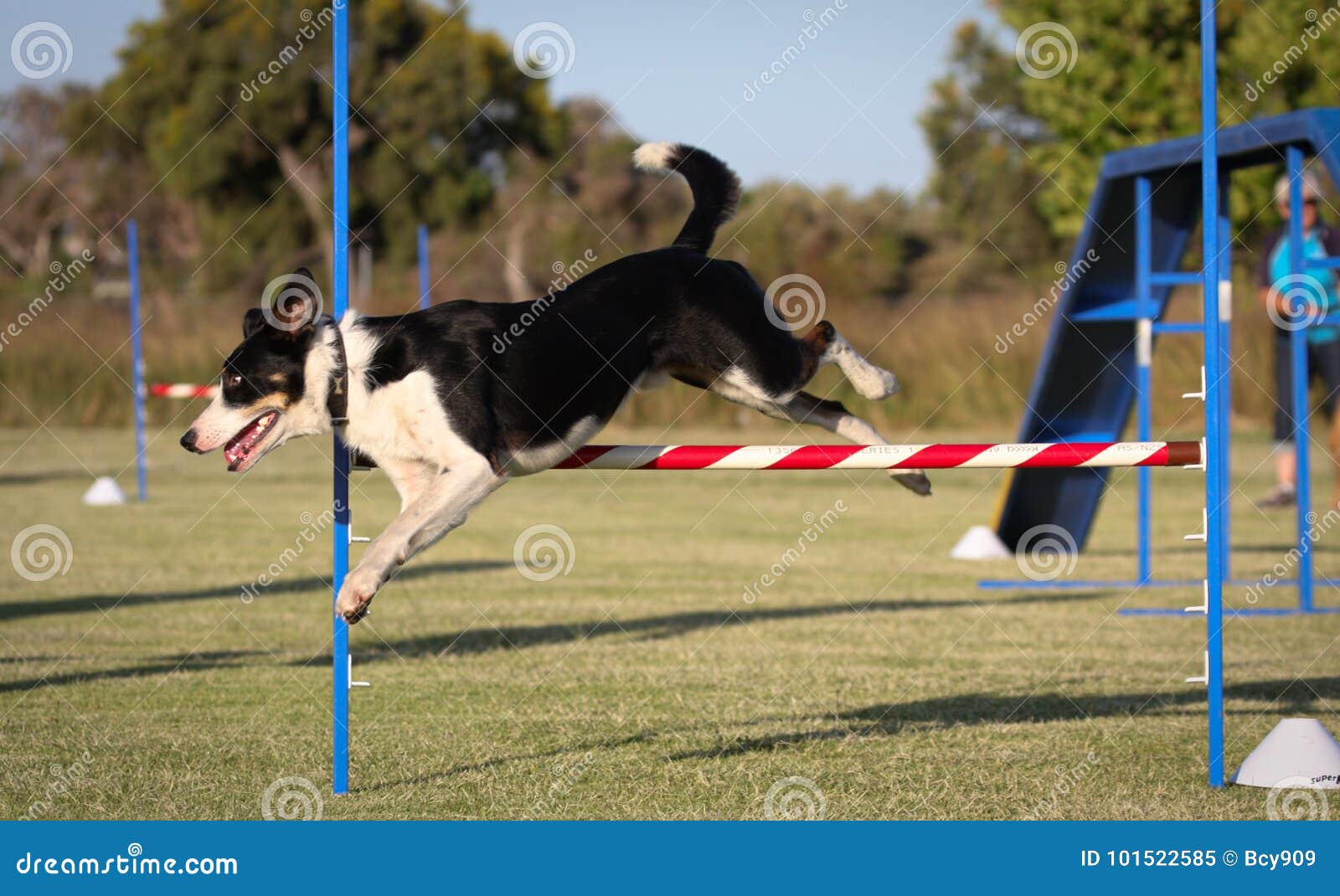 Dog jumping editorial image. Image of happiness, canine - 101522585