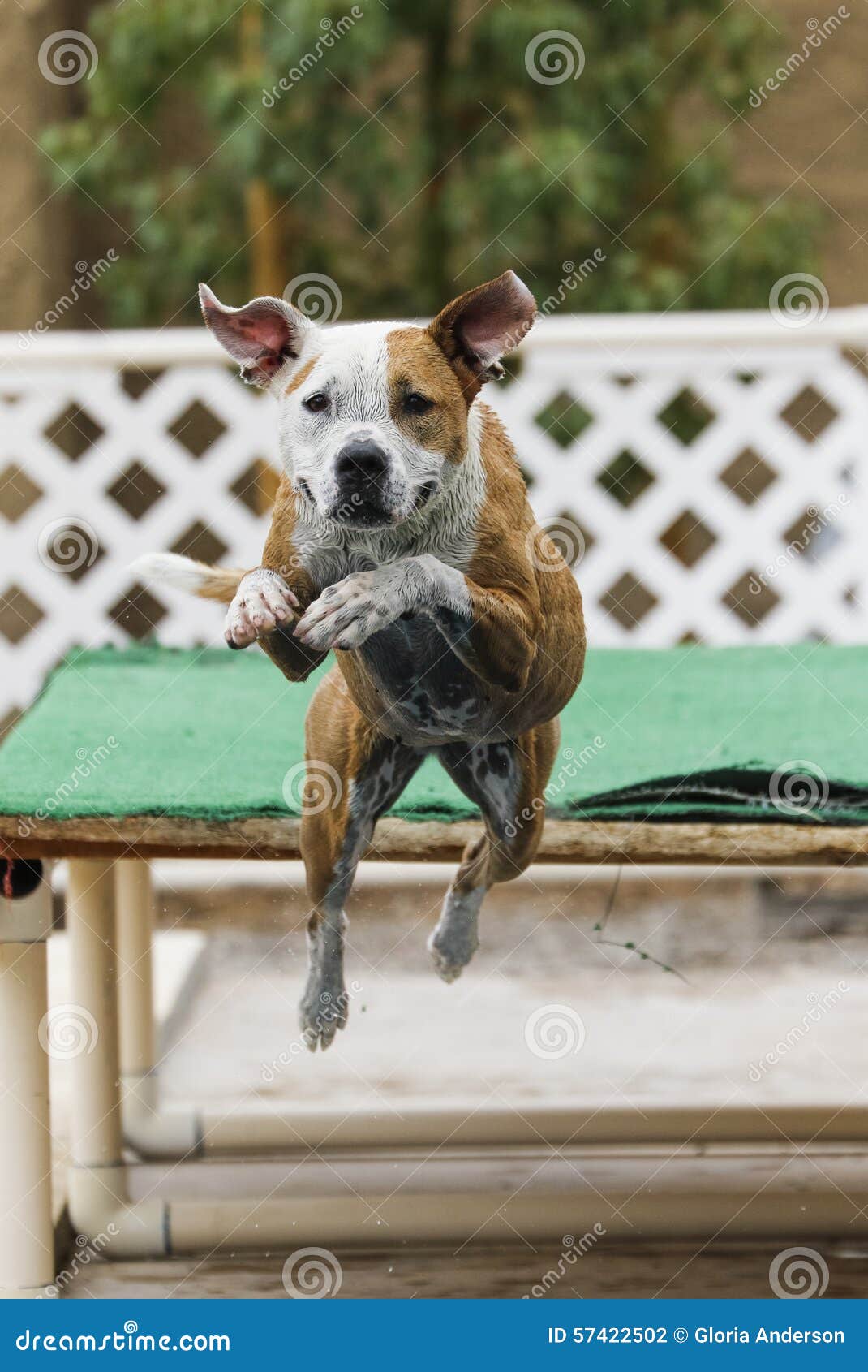 Dog Jumping Off the Dock into the Pool Stock Photo - Image of breed ...