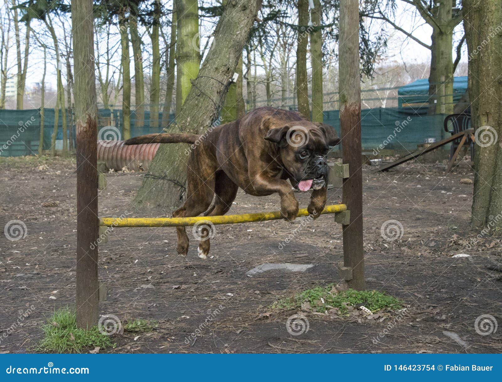 Dog jumping over a fence stock photo. Image of leisure - 146423754