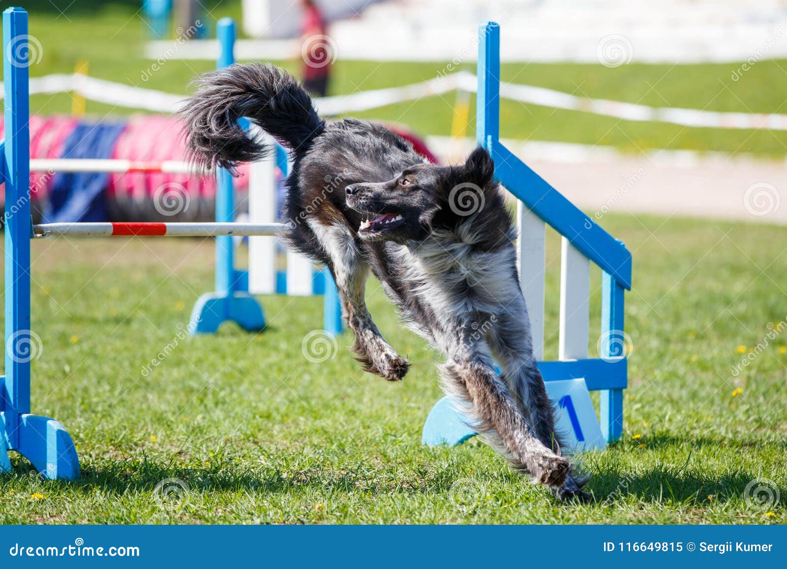 Dog Jump Over Hurdle on Course in Agility Trial Stock Image - Image of ...