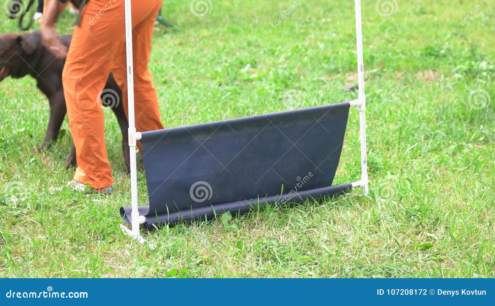 Dog is Jumping Over a Low Jump Bar. Stock Footage - Video of meadow ...