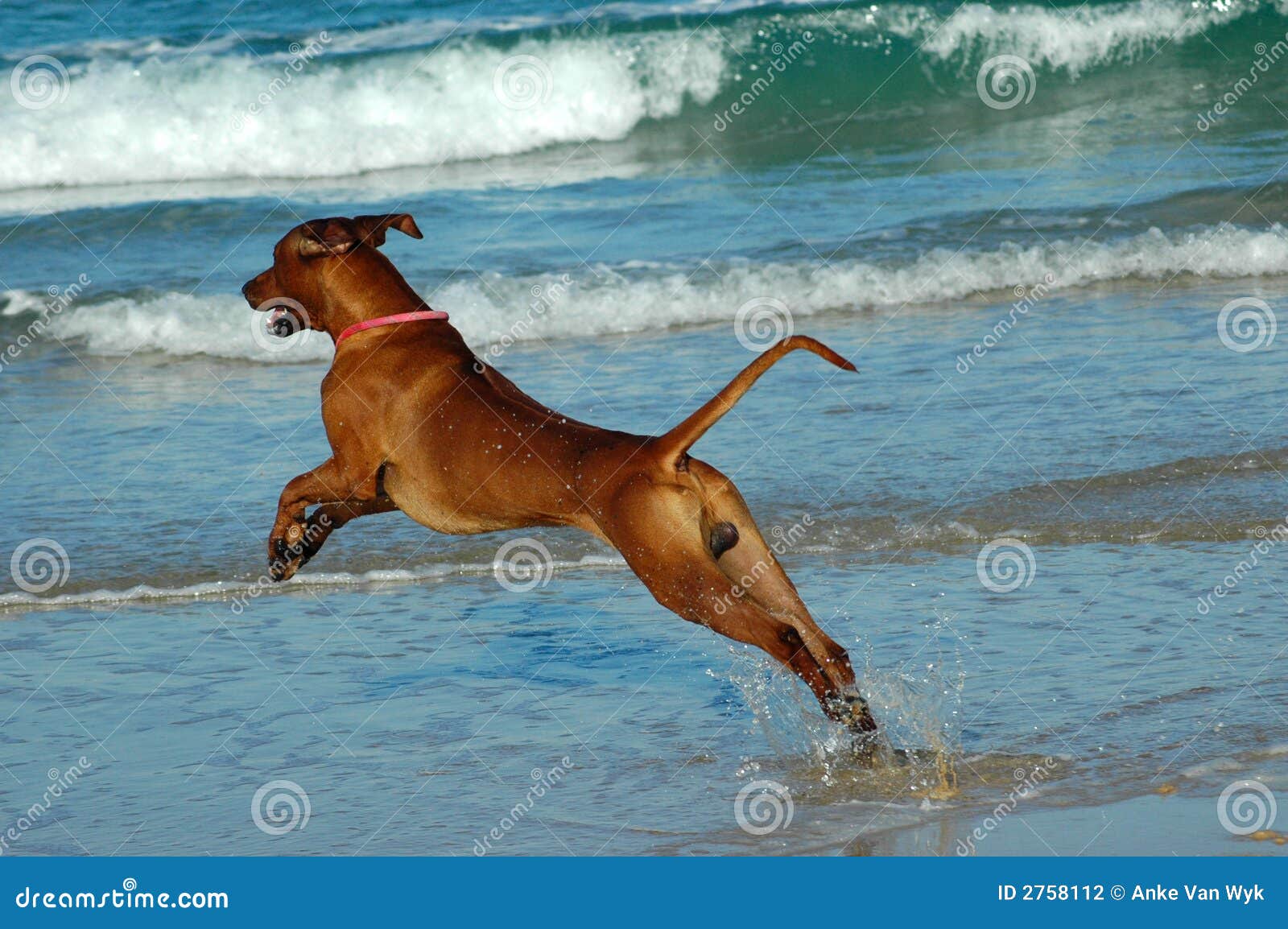 Dog jumping into sea stock photo. Image of body, ridgeback - 2758112