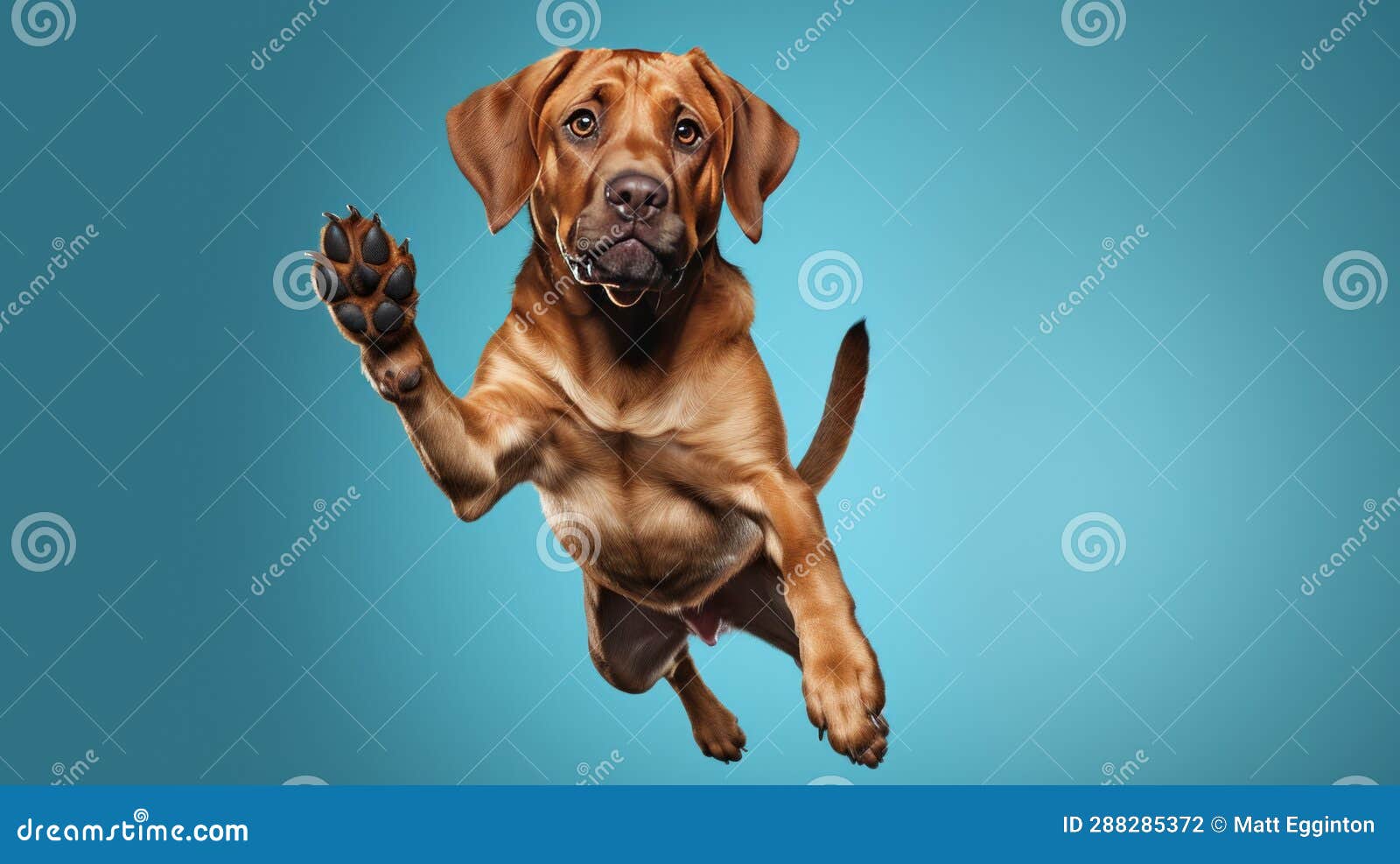 Photo of a Dog Leaping in the Air Stock Illustration - Illustration of ...