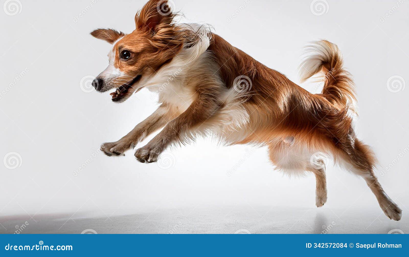 Terrier Dog Isolated on White Jumping and Flying High Stock ...