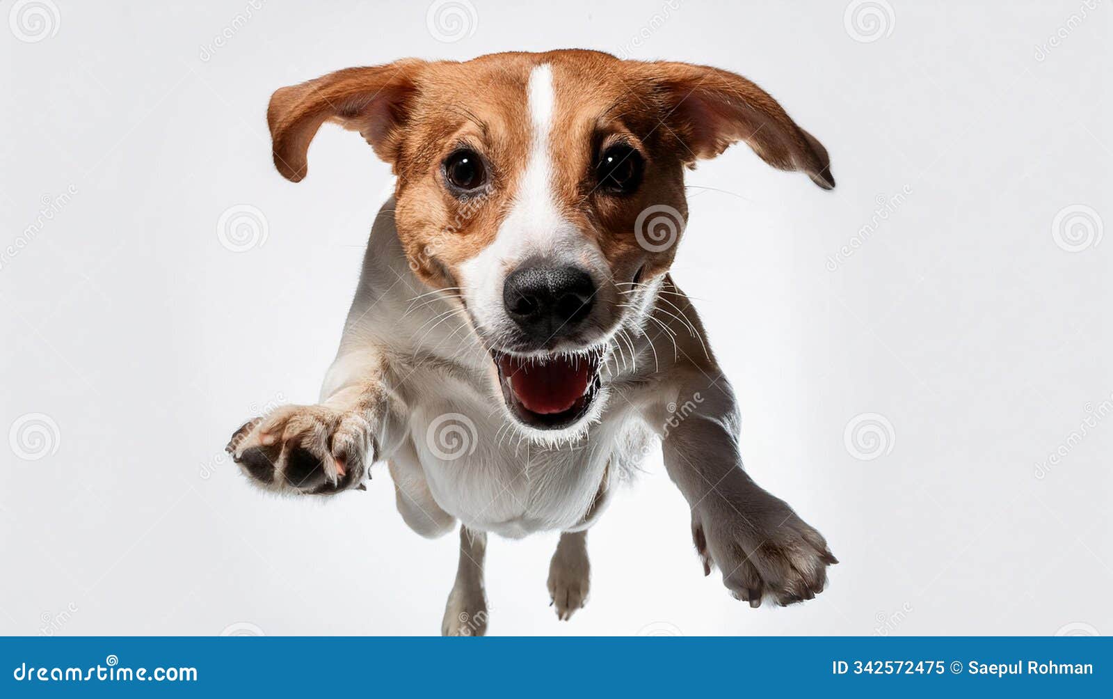 Terrier Dog Isolated on White Jumping and Flying High Stock ...