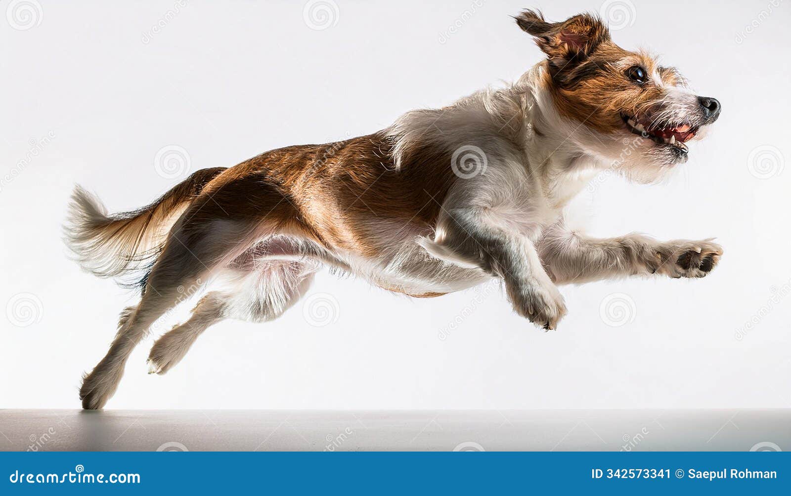 Terrier Dog Isolated on White Jumping and Flying High Stock ...