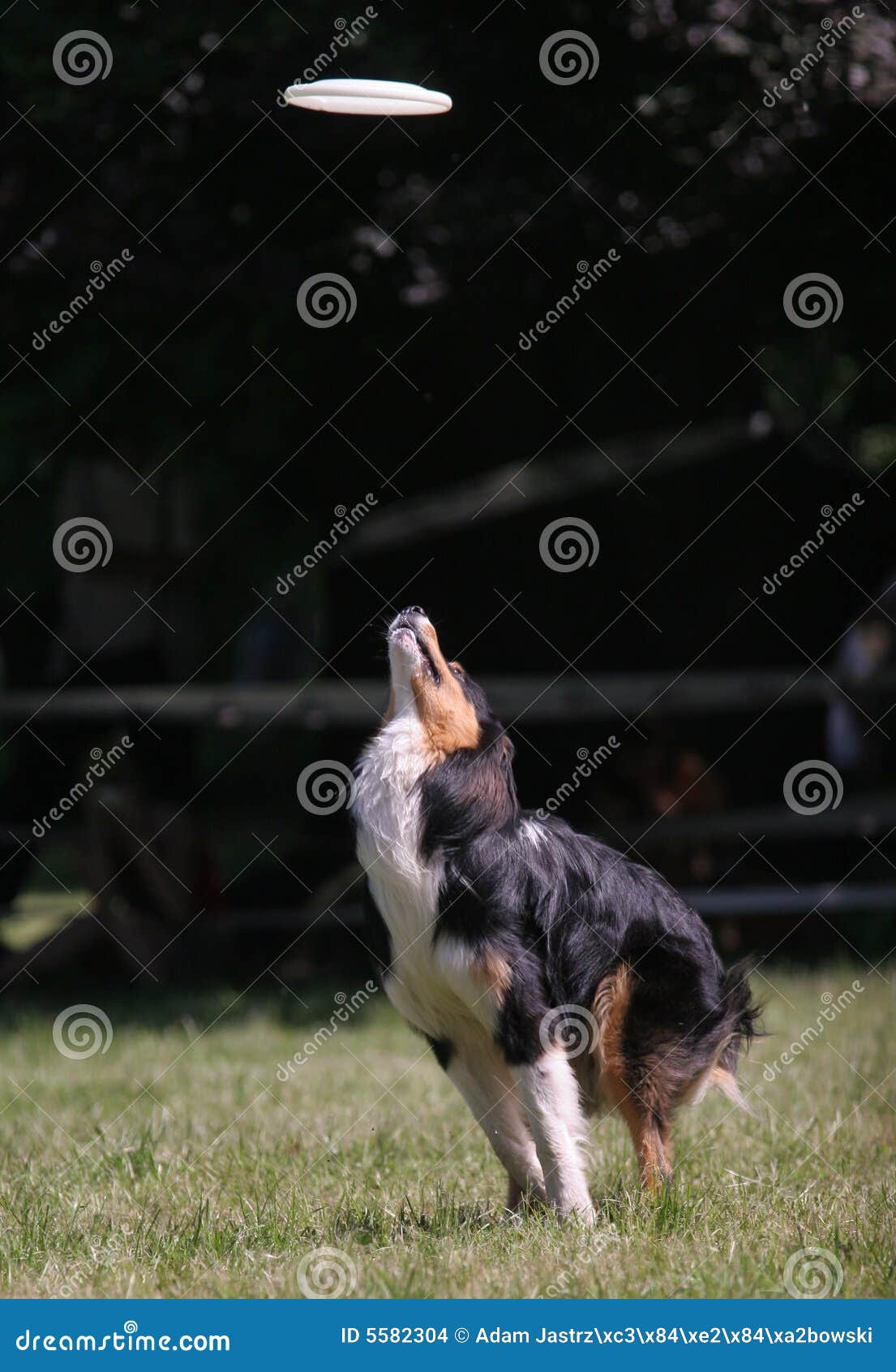 Dog jumps for frisbee disc stock photo. Image of nature - 5582304