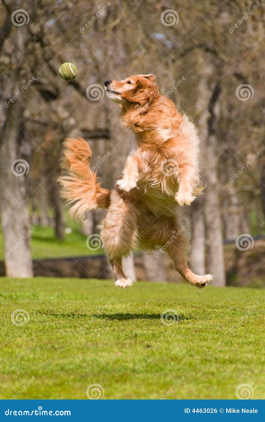 Dog Jumps To Catch Ball stock photo. Image of retriever - 4463026