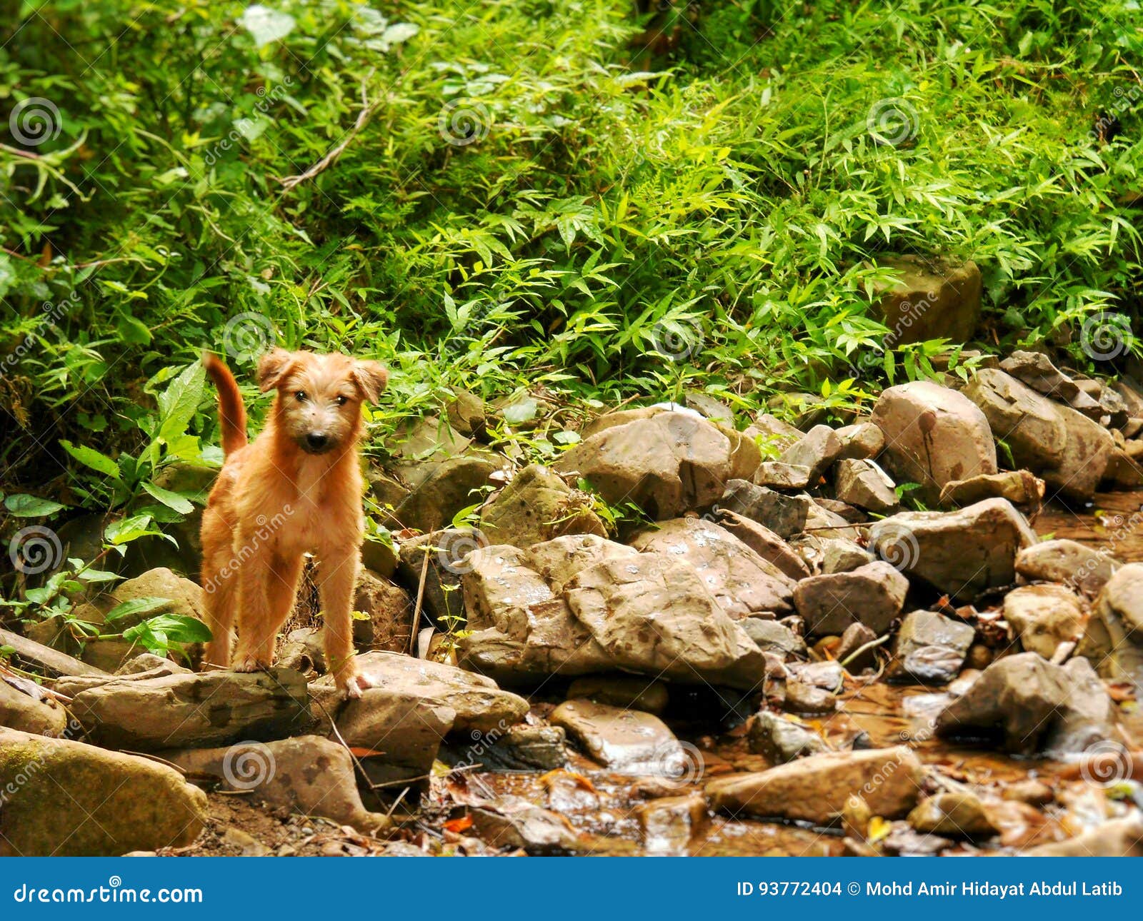 Dog in the jungle stock photo. Image of route, jungle - 93772404