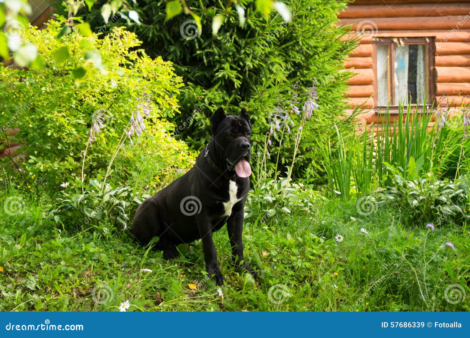 Dog - keeper stock image. Image of animal, powerful, large - 57686339