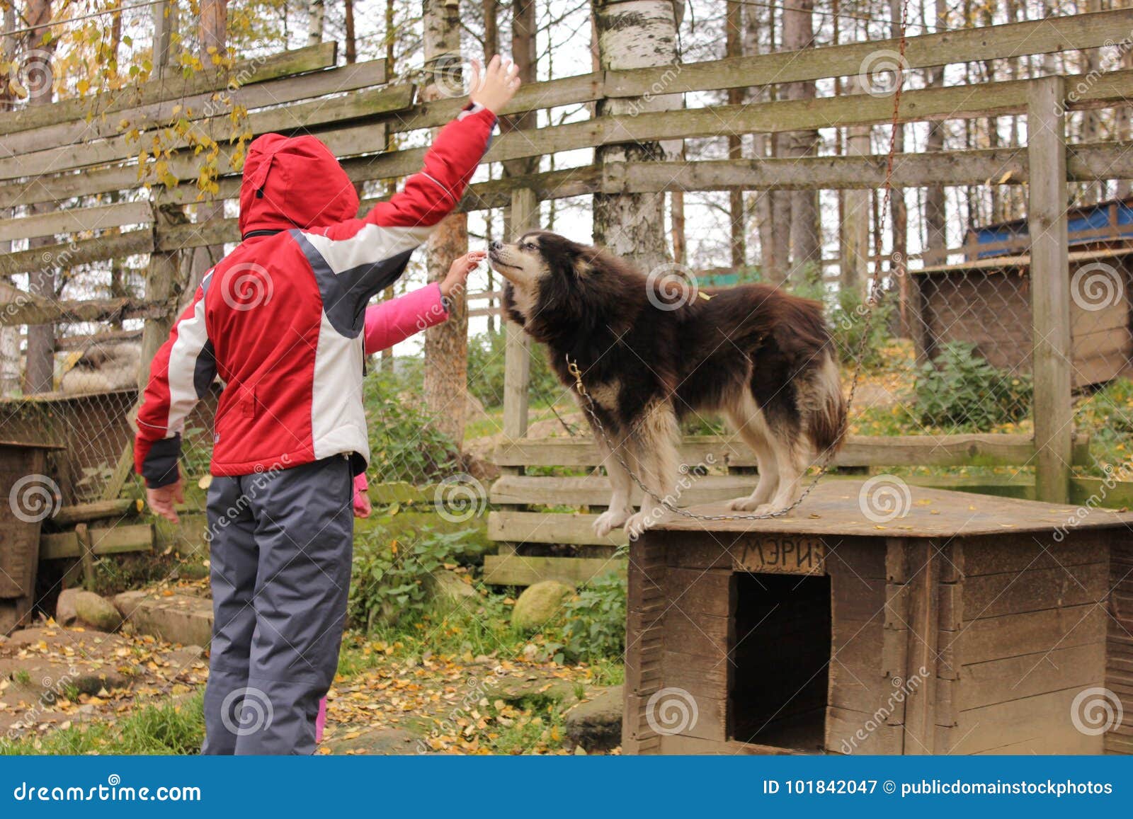 Dog In Kennel Picture. Image: 101842047