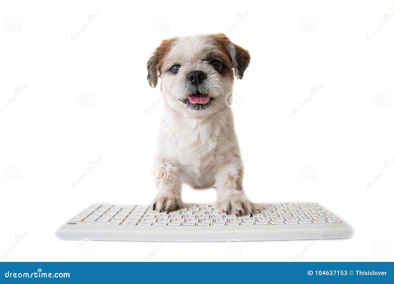 Dog with keyboard. stock image. Image of breed, portrait - 104637153