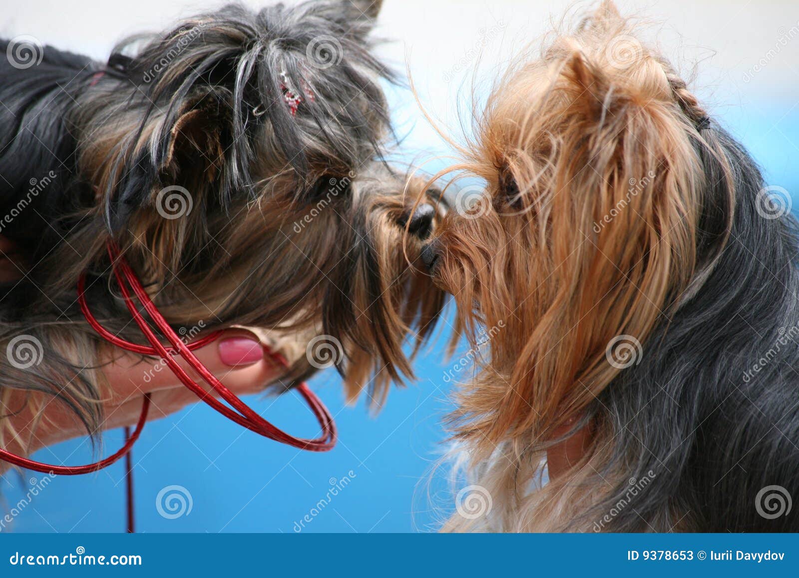 Dog kiss stock image. Image of foal, farm, pals, animal - 9378653