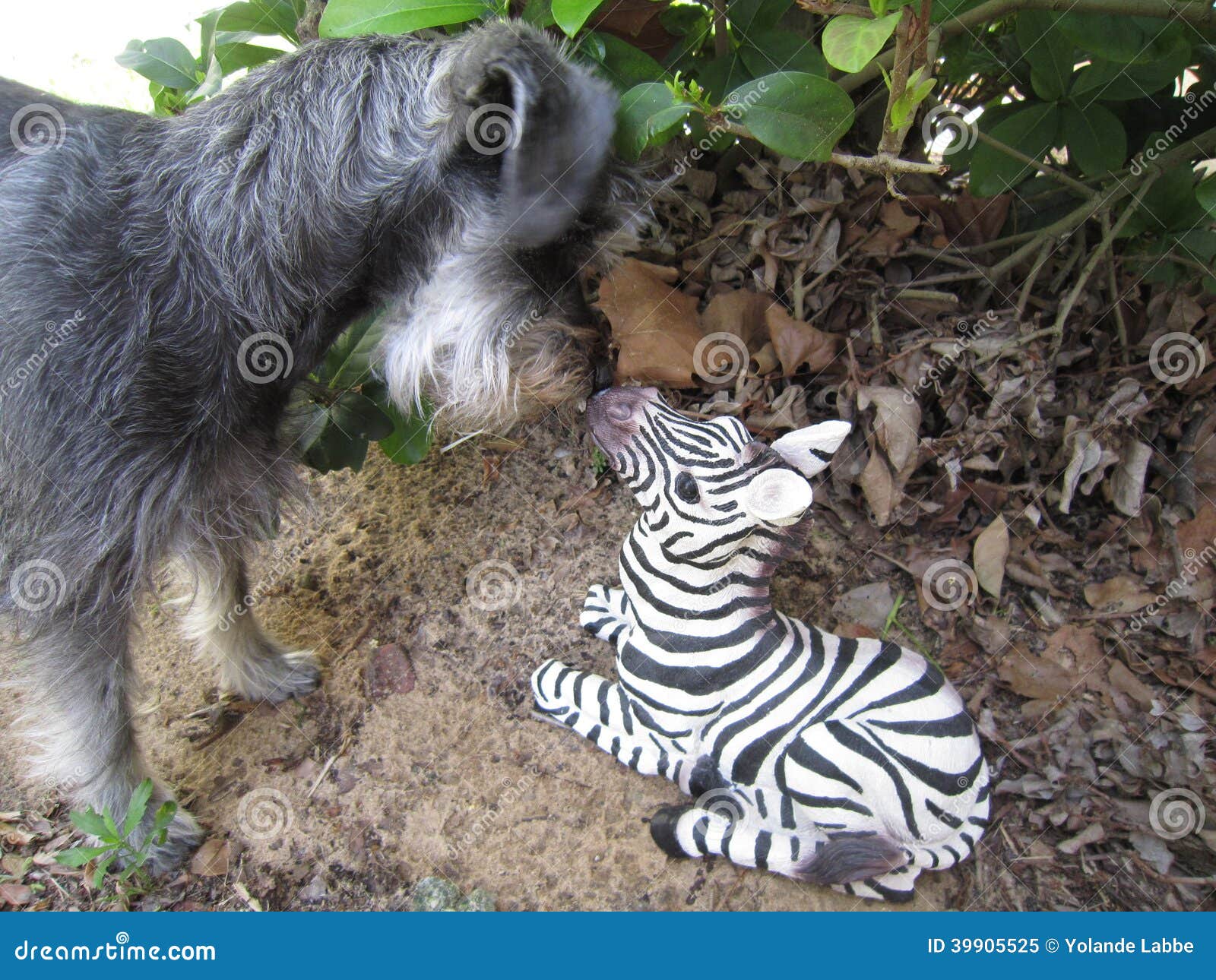 Dog kissing a zebra toy stock image. Image of picsapril16204 - 39905525