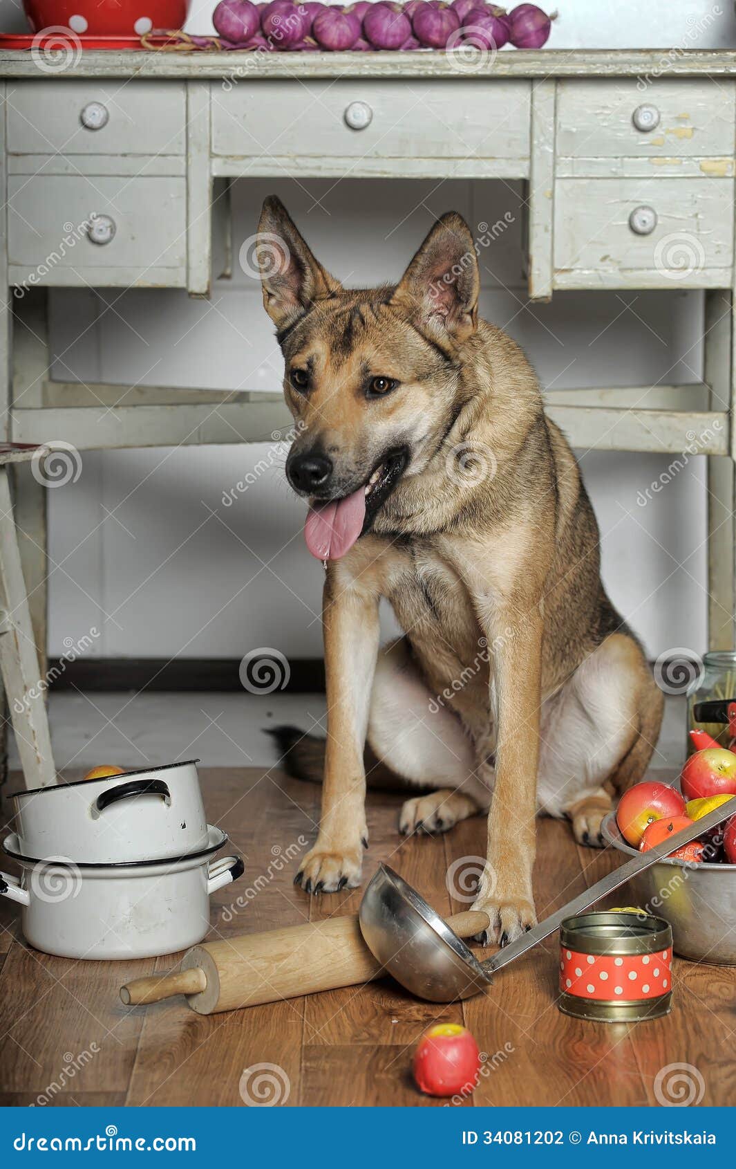 Dog in the kitchen stock photo. Image of ingredients - 34081202