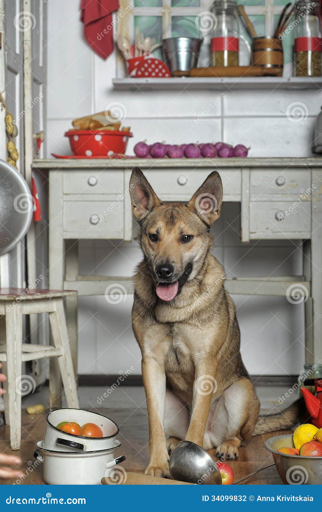 Dog in the kitchen stock photo. Image of house, chef - 34099832