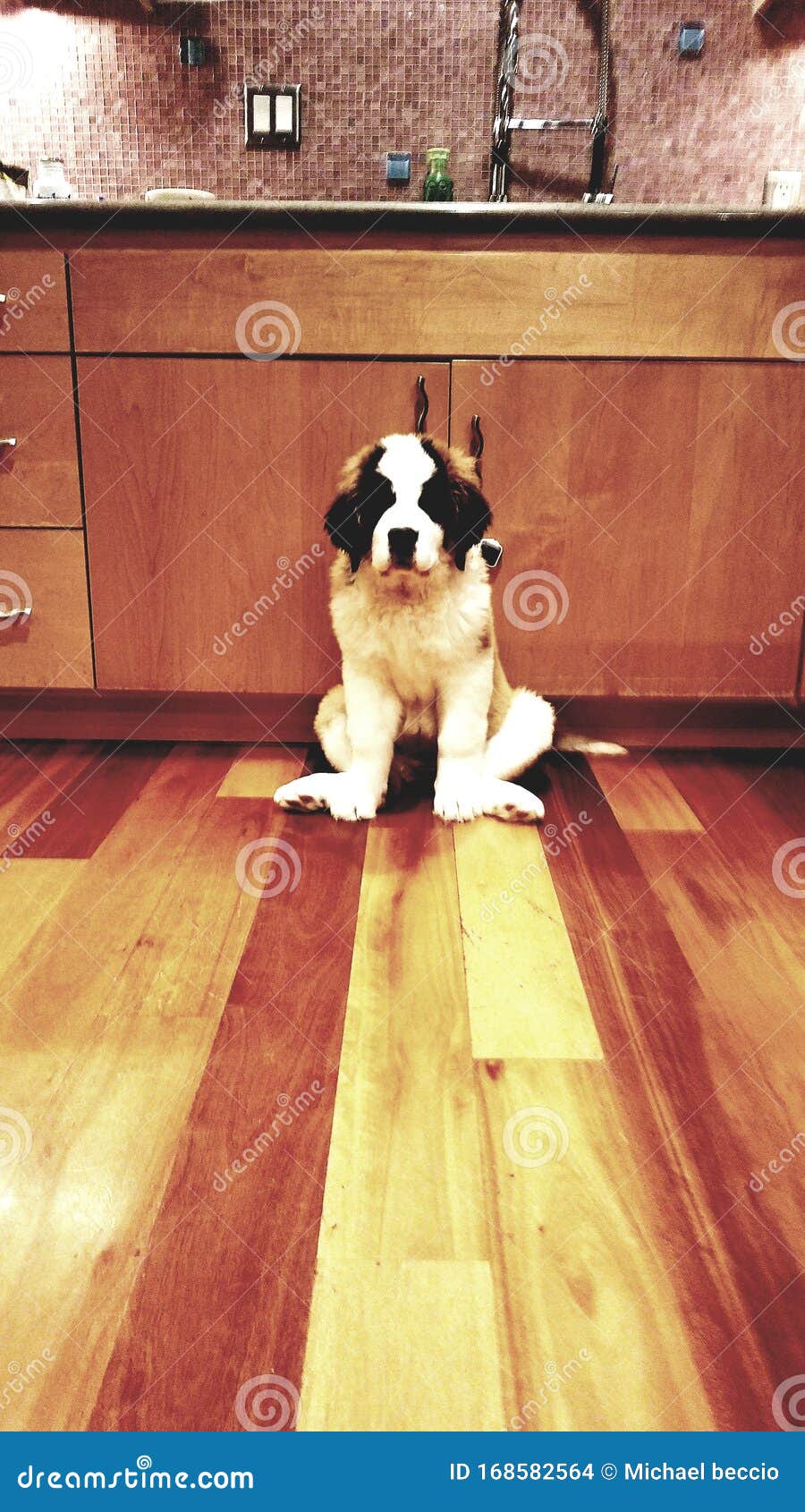 Dog in the kitchen stock photo. Image of funny, kitchen - 168582564