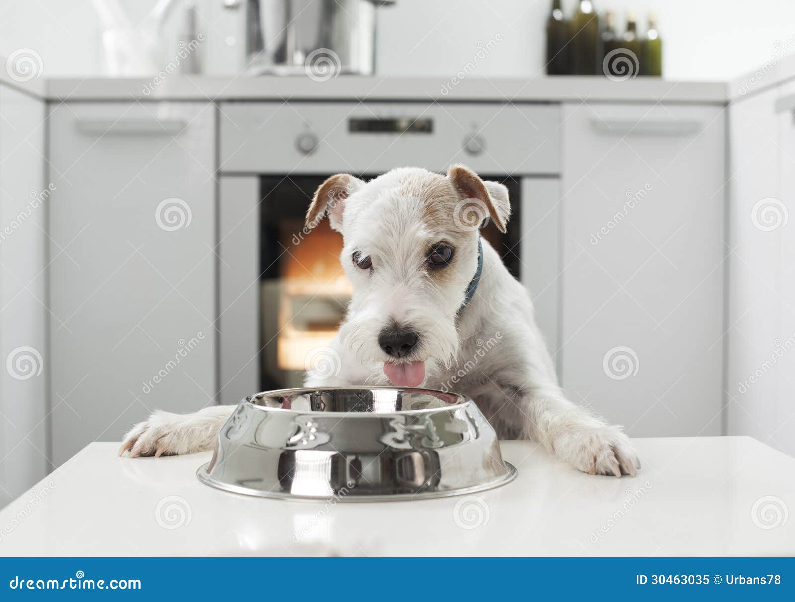 Dog in a kitchen stock image. Image of concepts, anticipation - 30463035