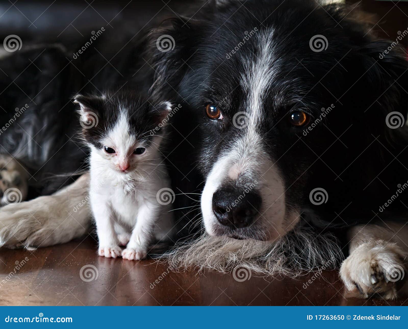 A dog with a kitten stock photo. Image of closeup, friendship - 17263650