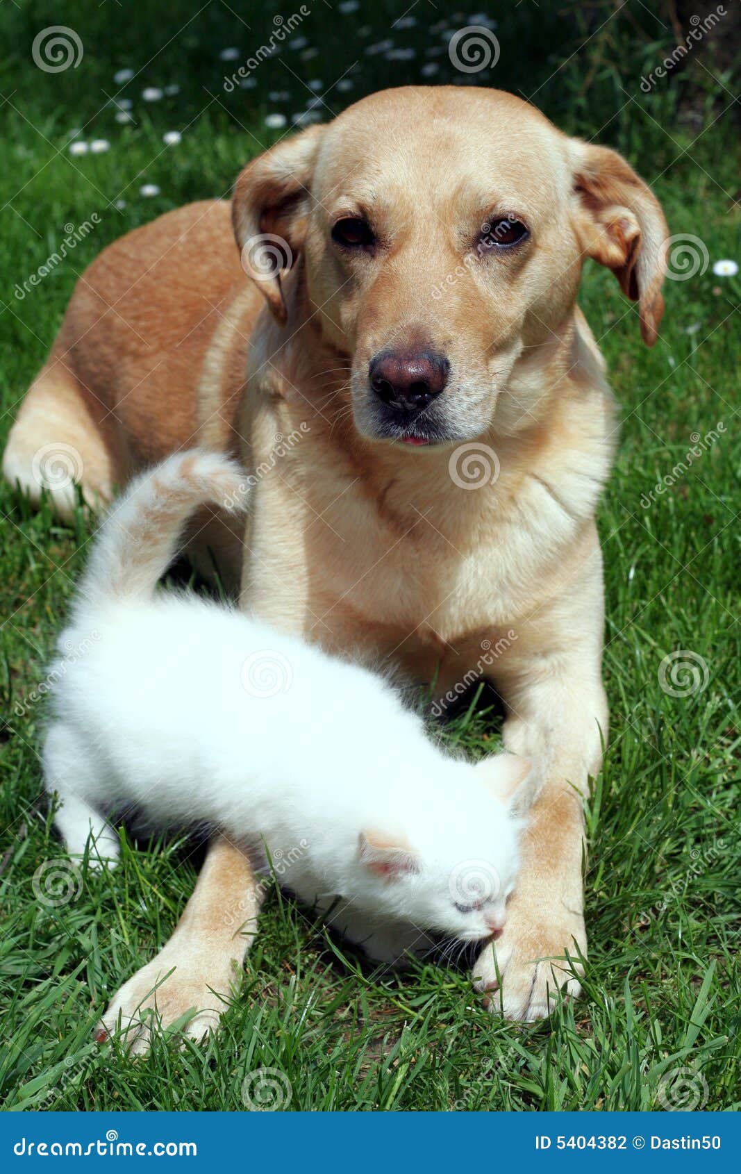 Dog and kitten together stock photo. Image of together - 5404382