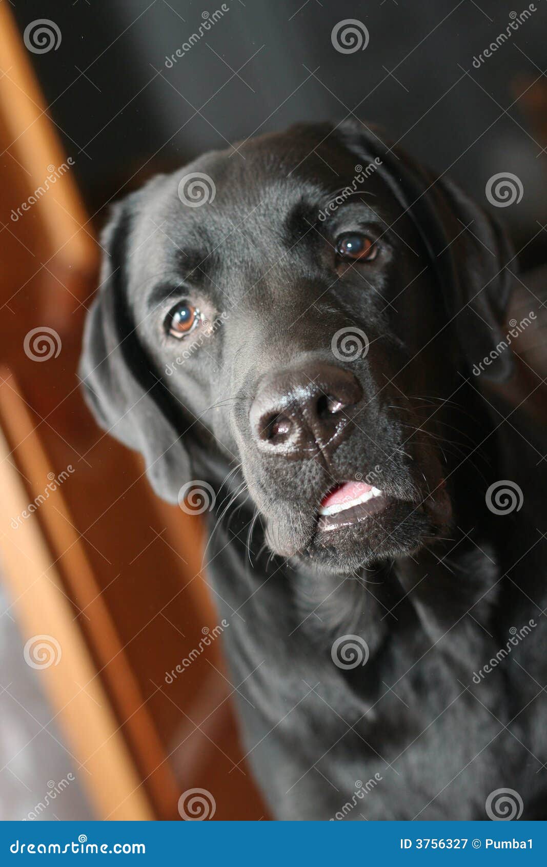 Dog labrador stock image. Image of life, horizon, chocolate - 3756327