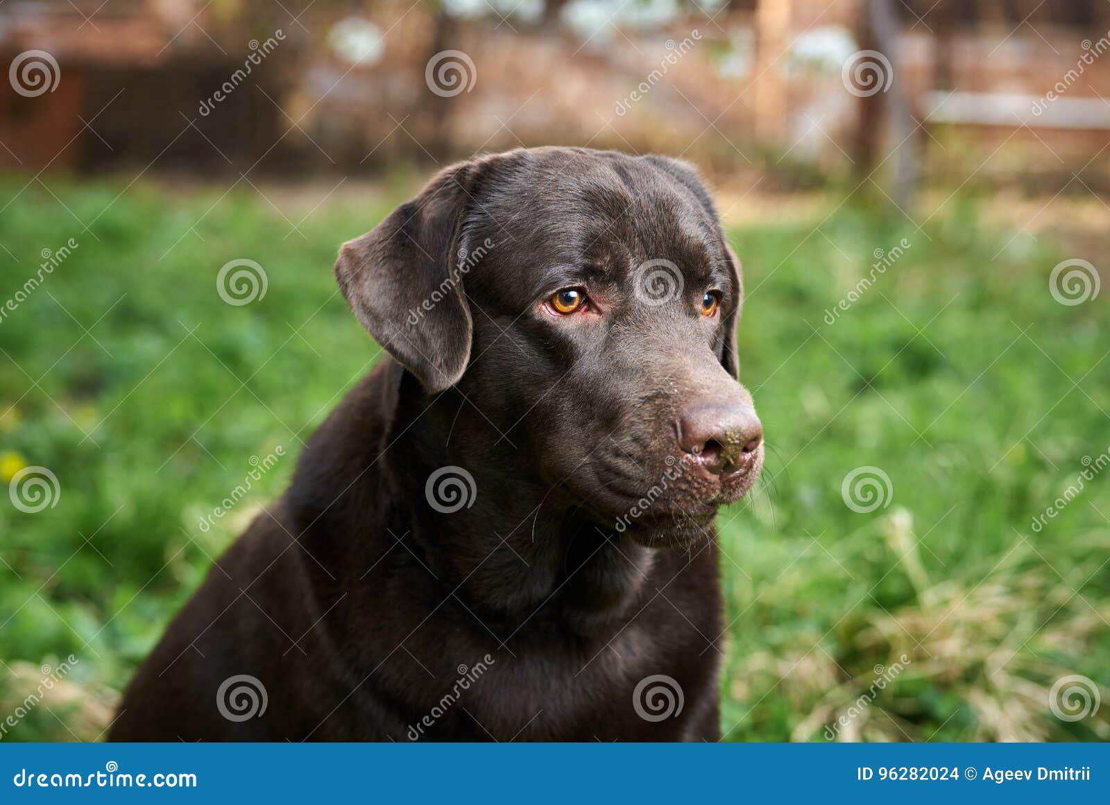 Dog, Labrador in the Backyard, Pets, Animals Stock Photo - Image of ...
