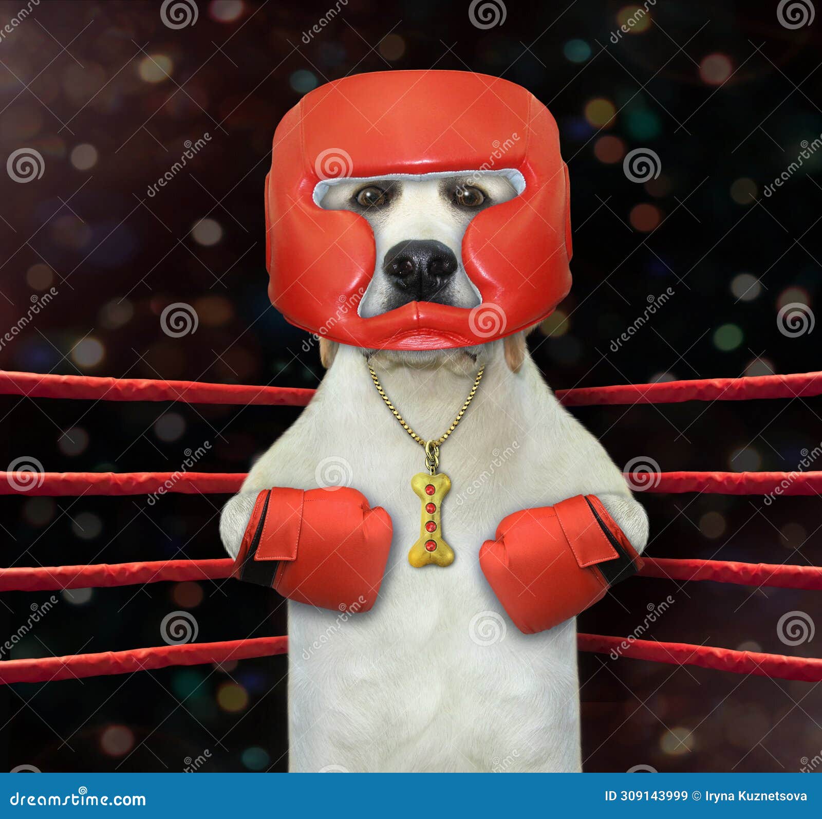 Dog Labrador Boxer in Uniform 2 Stock Image - Image of helmet, uniform ...