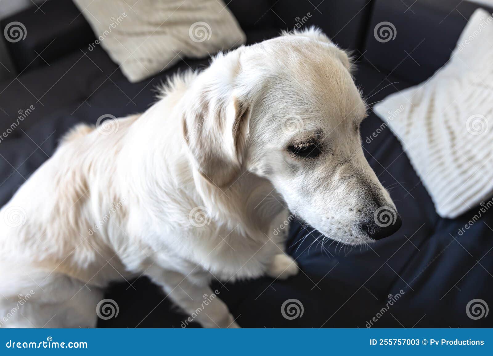 Dog Labrador Close-up in the Interior of the House. Stock Image - Image ...