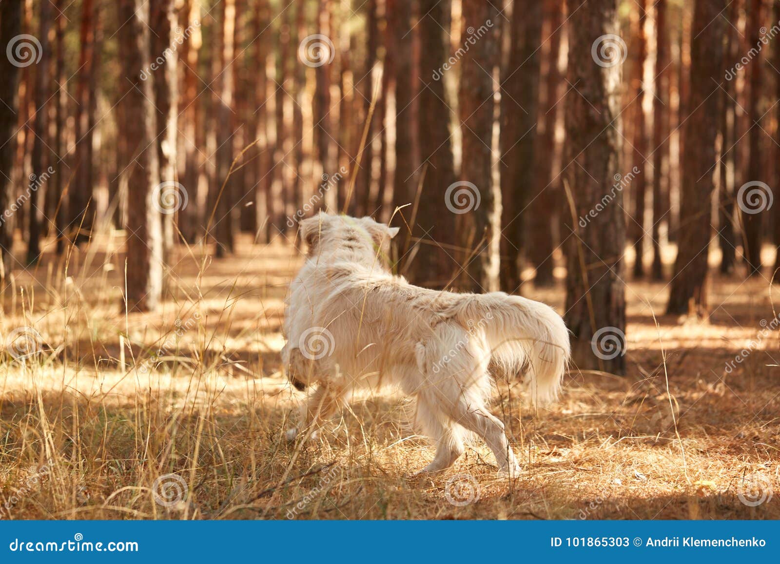 The Dog is a Labrador in the Forest. Friendly Dog Stock Image - Image ...