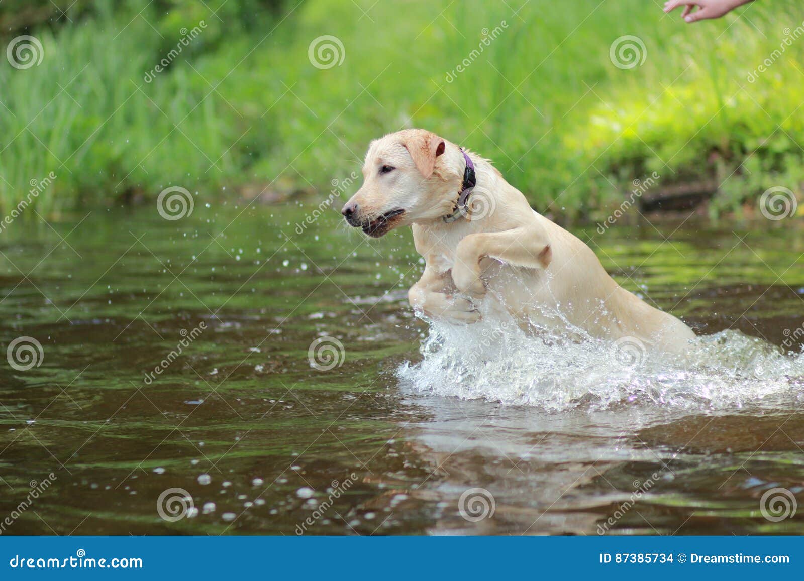 Dog.Labrador stock photo. Image of bounce, diving, saluki - 87385734