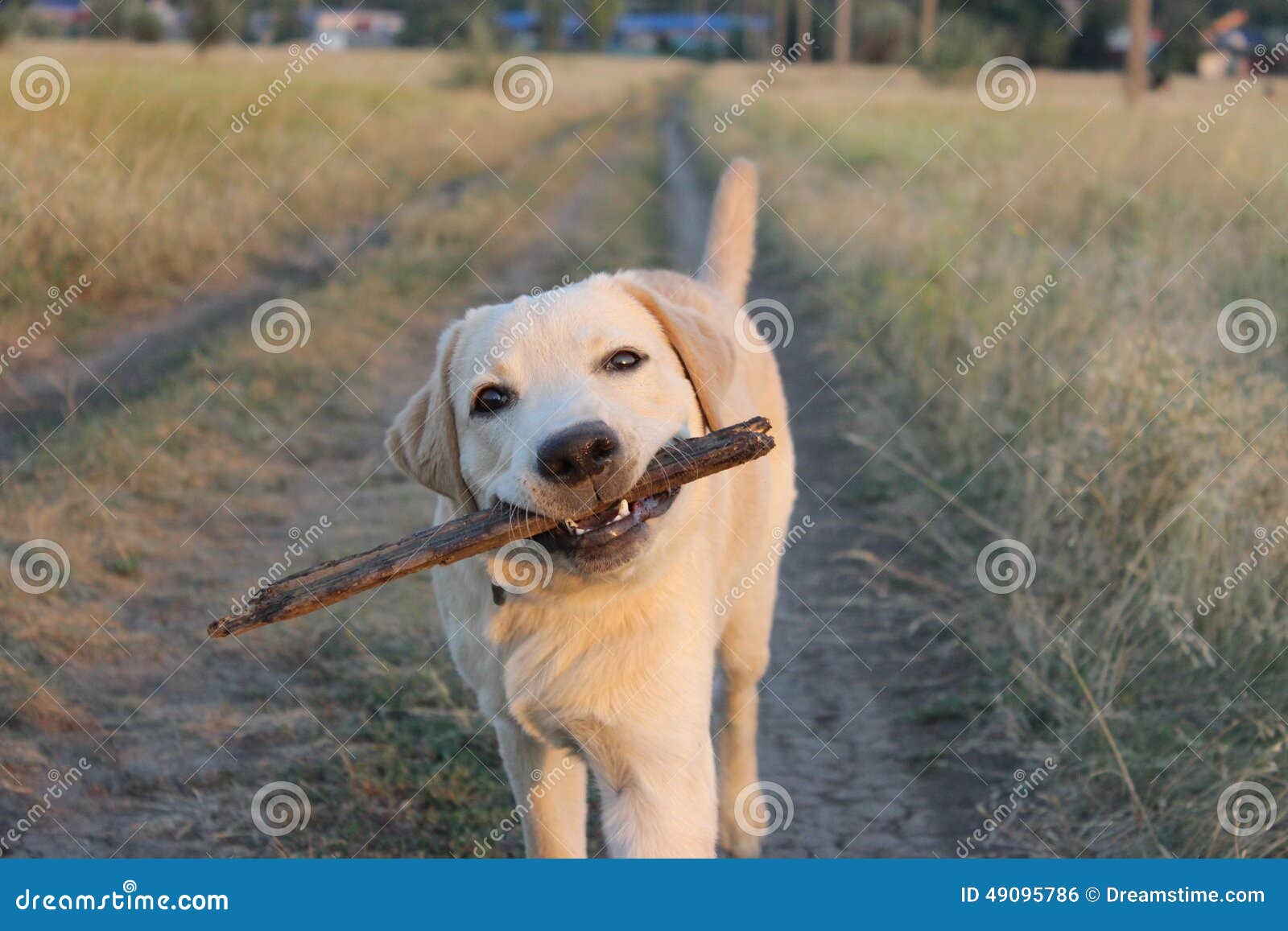 Dog Papy Stock Photos - Free & Royalty-Free Stock Photos from Dreamstime