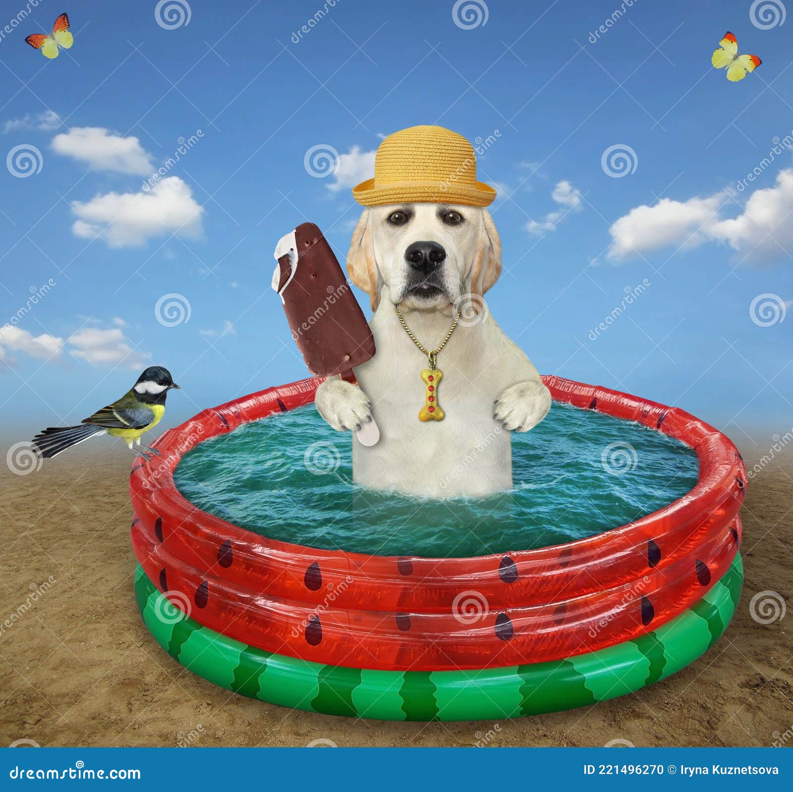 Dog Labrador with Popsicle in Watermelon Pool 2 Stock Photo - Image of ...