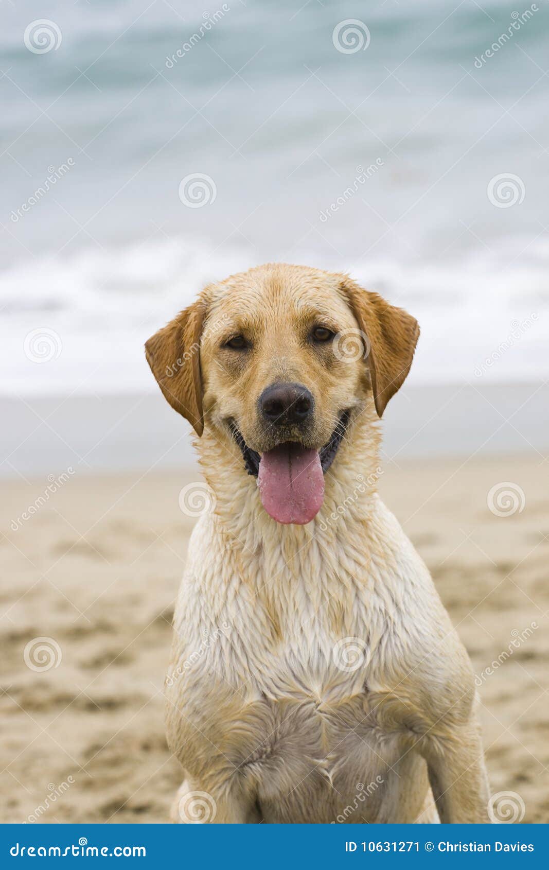 Dog Labrador Puppy Lat the Beach Stock Image - Image of sleep, cute ...