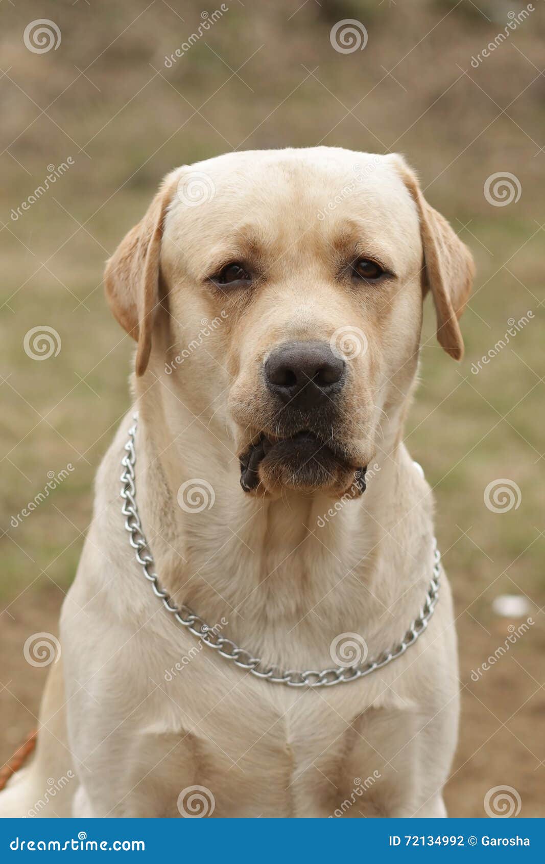 Dog Labrador Retriever Bit Her Lip Stock Photo - Image of breeding ...