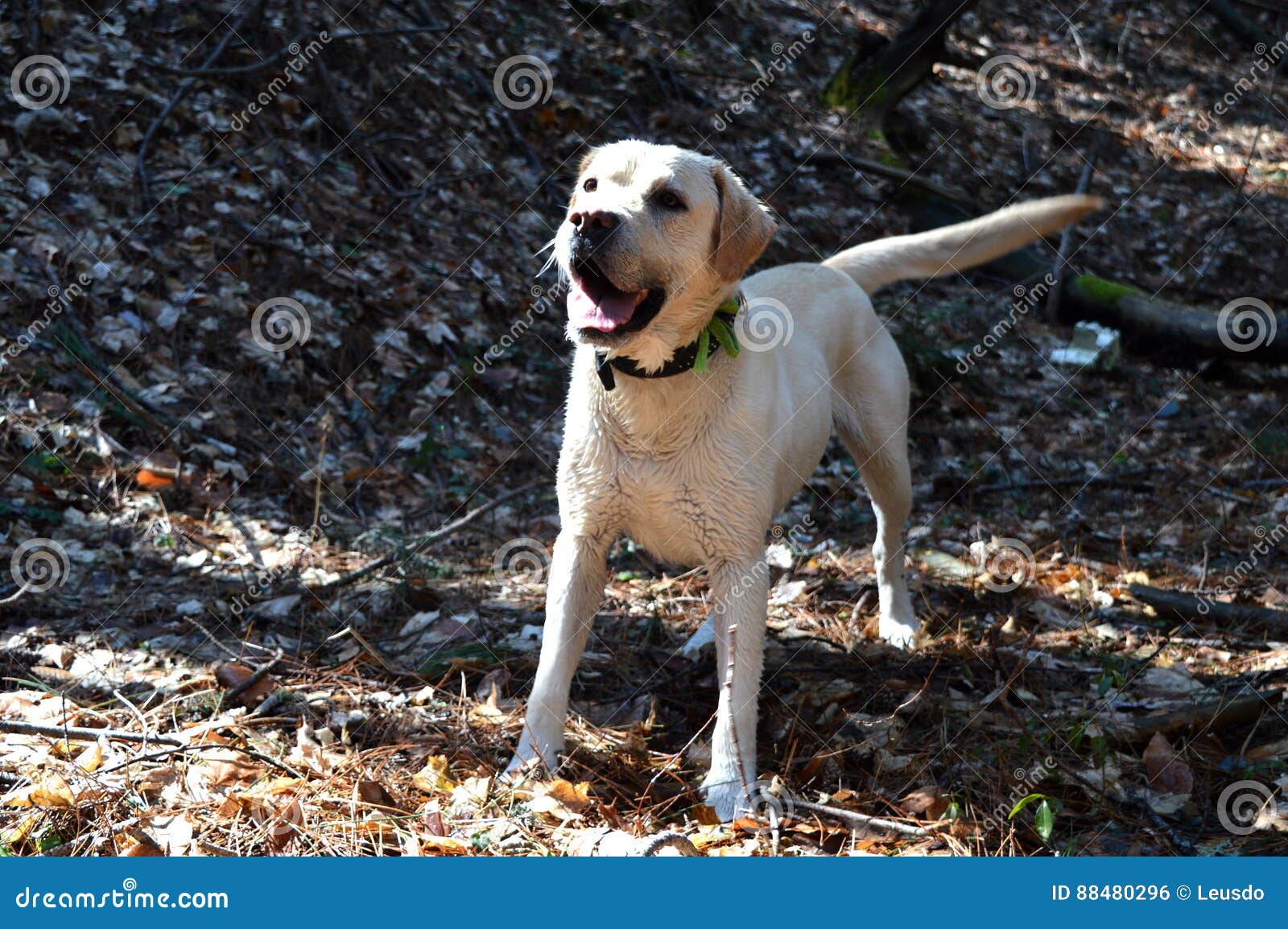 Dog stock photo. Image of leaf, labrador, forest, retriever - 88480296