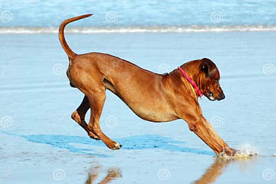 Dog landing stock image. Image of hounds, brown, african - 2816145