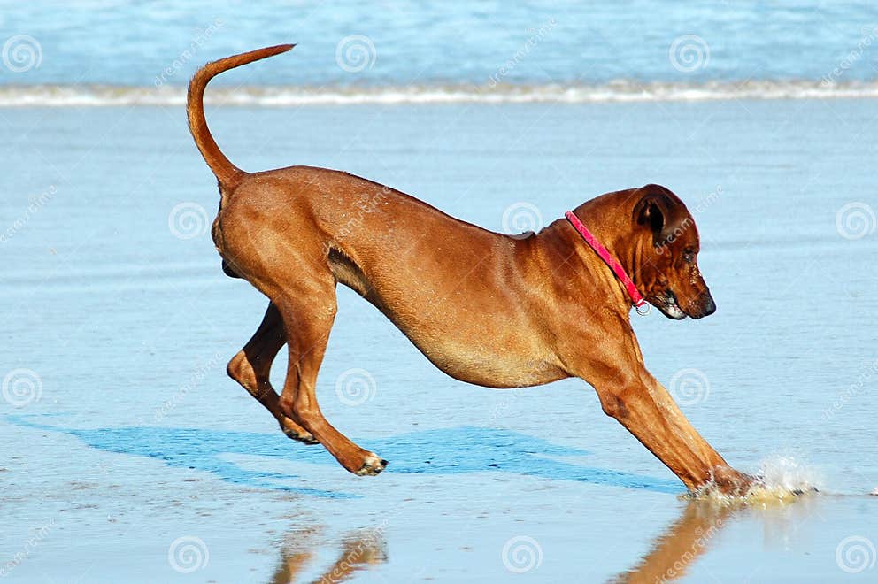 Dog landing stock image. Image of hounds, brown, african - 2816145